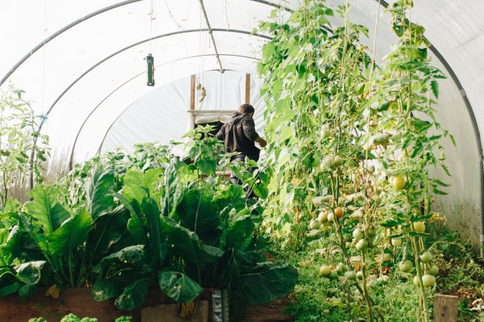 A Greenhouse Can Take Your Plant Growth To New Levels